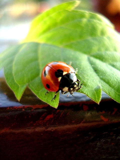 Nahuby.sk - Fotografia - lienka sedembodková Coccinella septempunctata