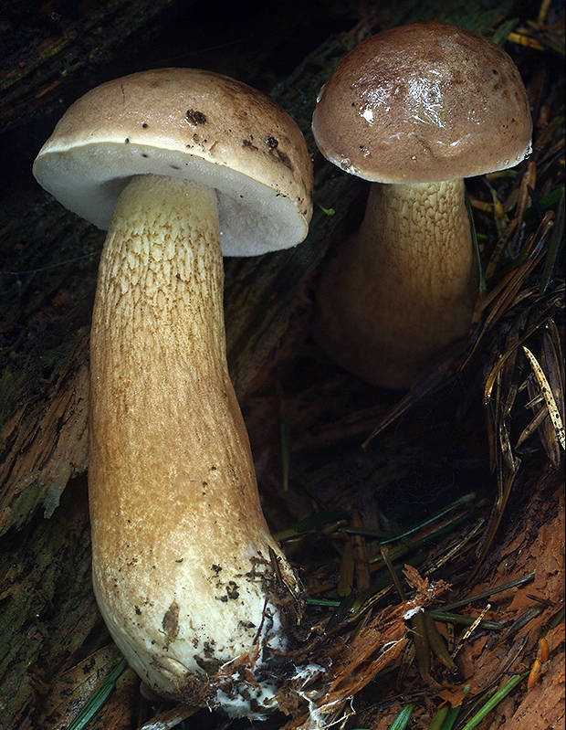 Nahuby.sk - Fotografia - podhríb žlčový mierny Tylopilus felleus var ...